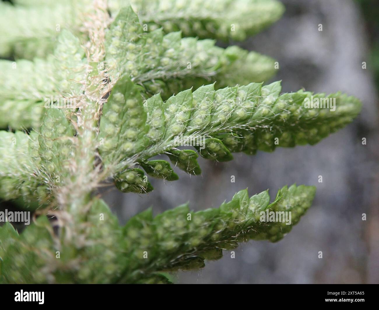 California shield fern (Polystichum californicum) Plantae Stock Photo ...
