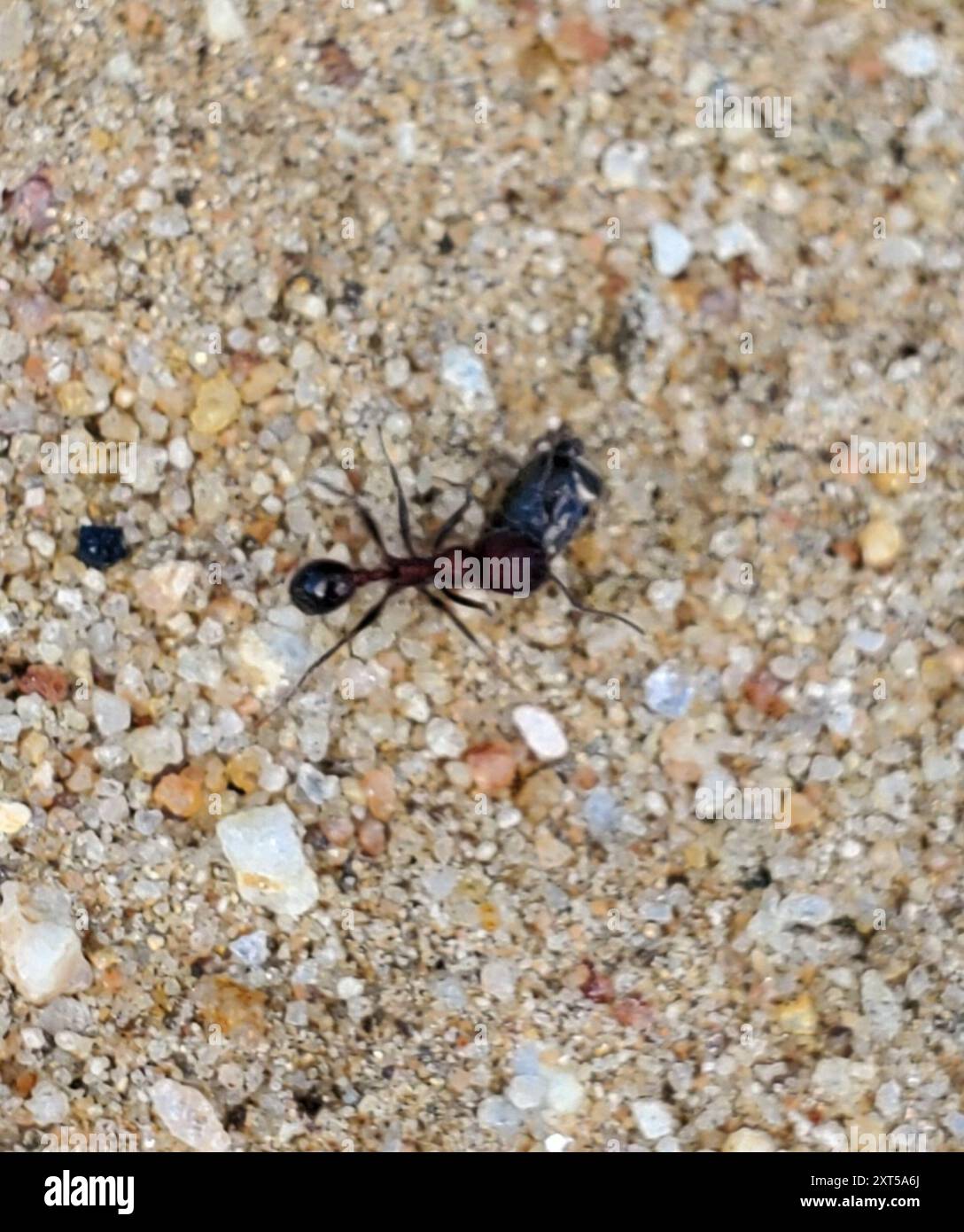 Andre's Harvester Ant (Veromessor andrei) Insecta Stock Photo - Alamy