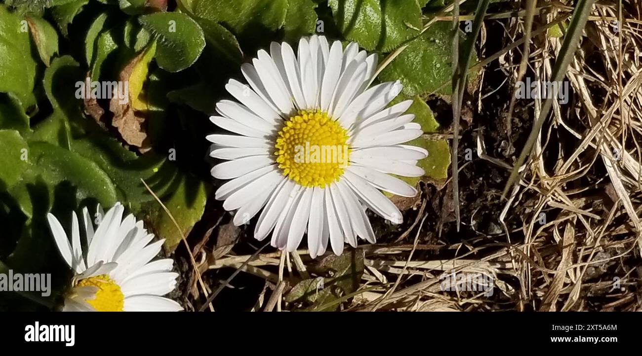 Lawn daisy (Bellis perennis) Plantae Stock Photo - Alamy