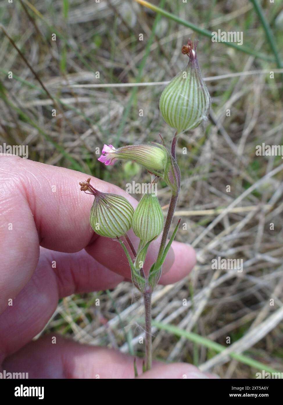 Sand Catchfly (Silene conica) Plantae Stock Photo - Alamy
