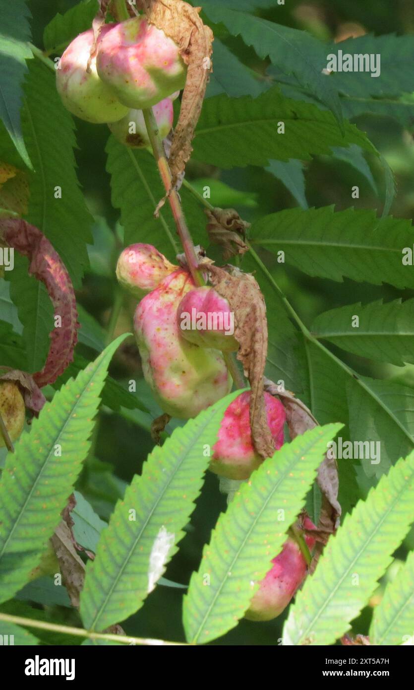 Sumac gall hi-res stock photography and images - Alamy