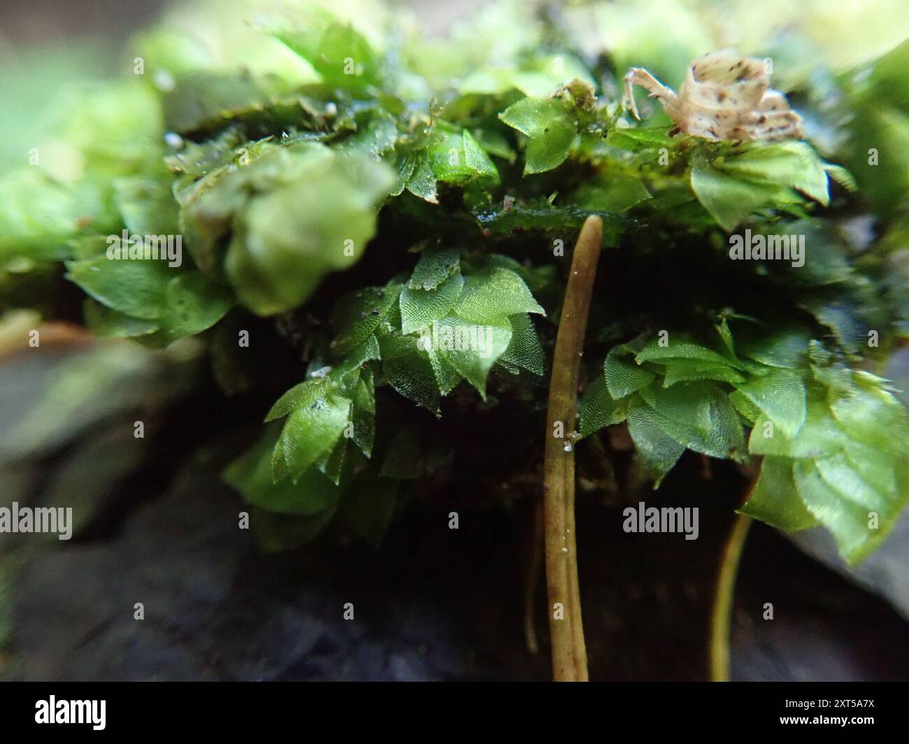 Sharpleaf Hookeria Moss (Hookeria acutifolia) Plantae Stock Photo - Alamy
