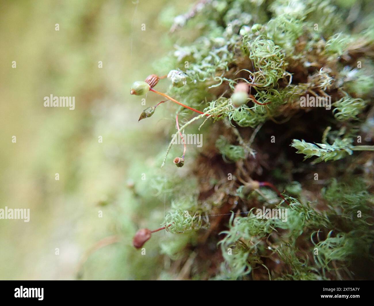 Common Apple-moss (Bartramia pomiformis) Plantae Stock Photo - Alamy