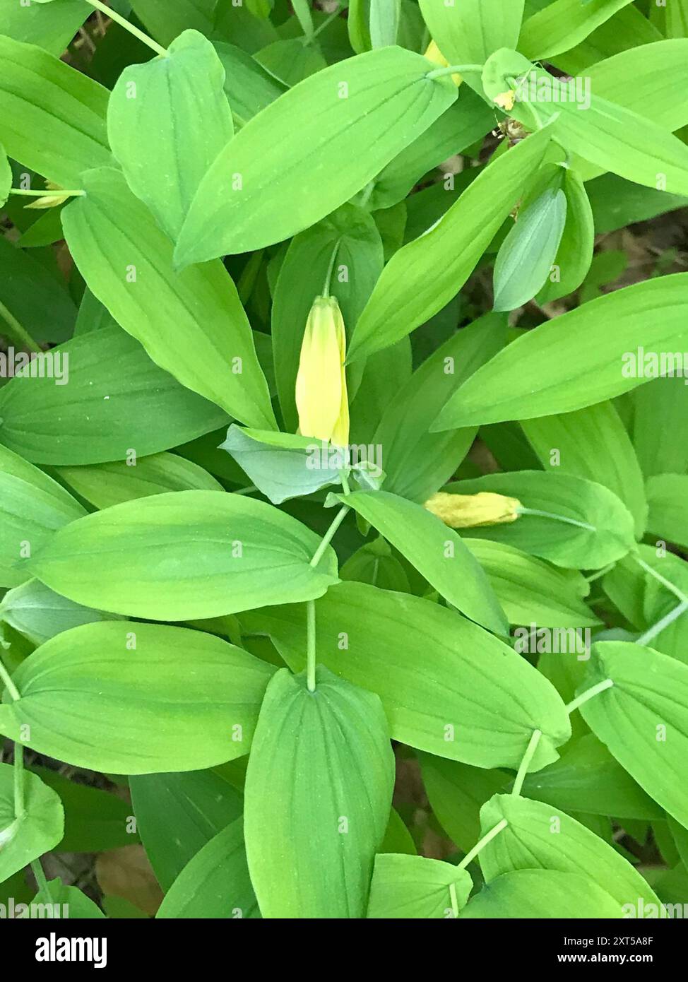 largeflower bellwort (Uvularia grandiflora) Plantae Stock Photo - Alamy