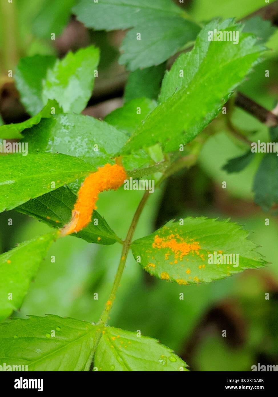 Multiflora rose rust (Phragmidium rosae-multiflorae) Fungi Stock Photo ...