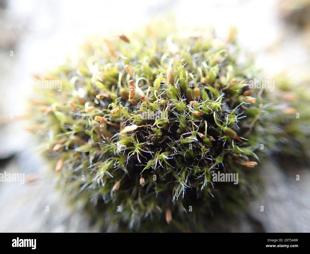 Rock Mosses (Grimmiaceae) Plantae Stock Photo - Alamy