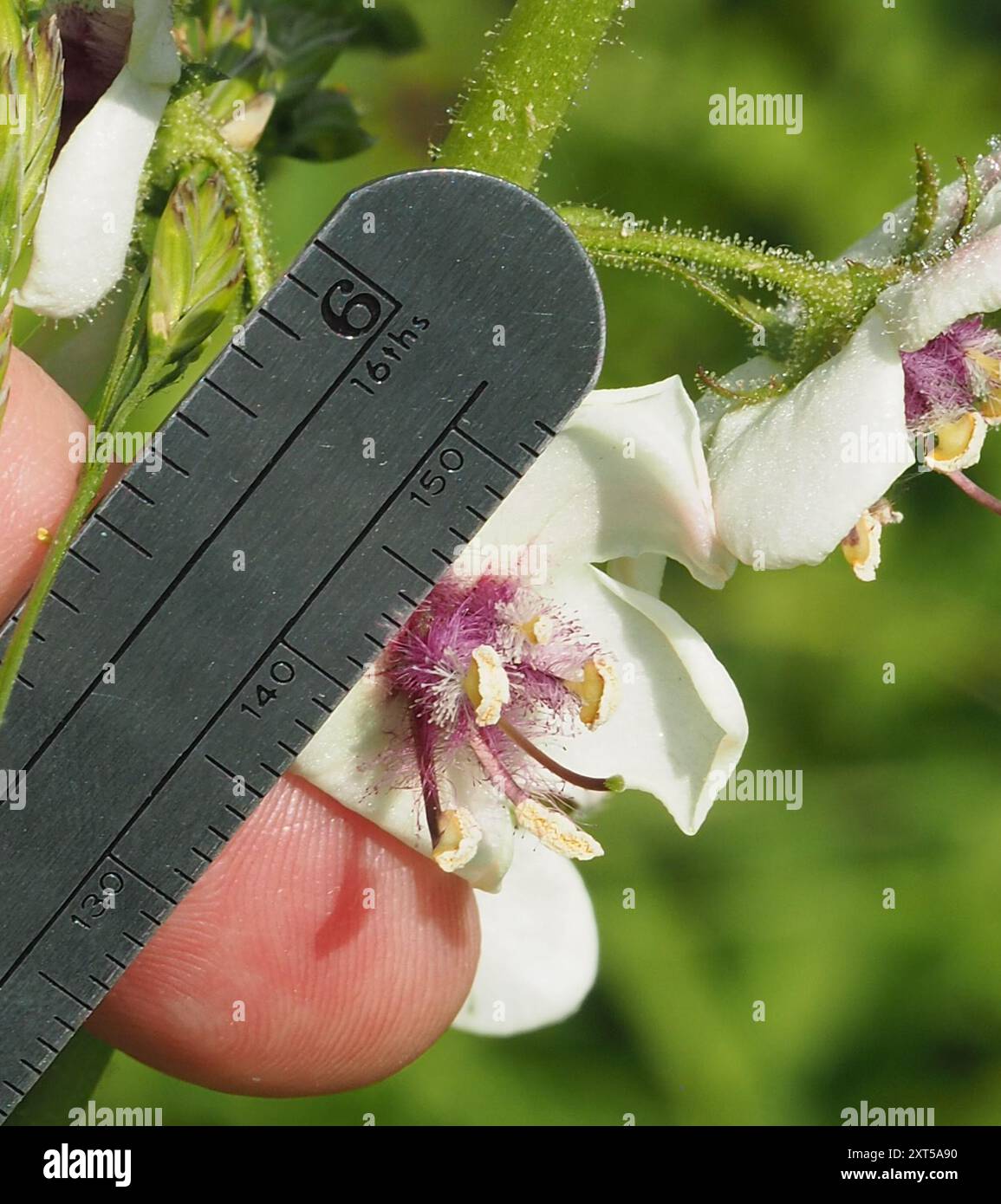 moth mullein (Verbascum blattaria) Plantae Stock Photo - Alamy