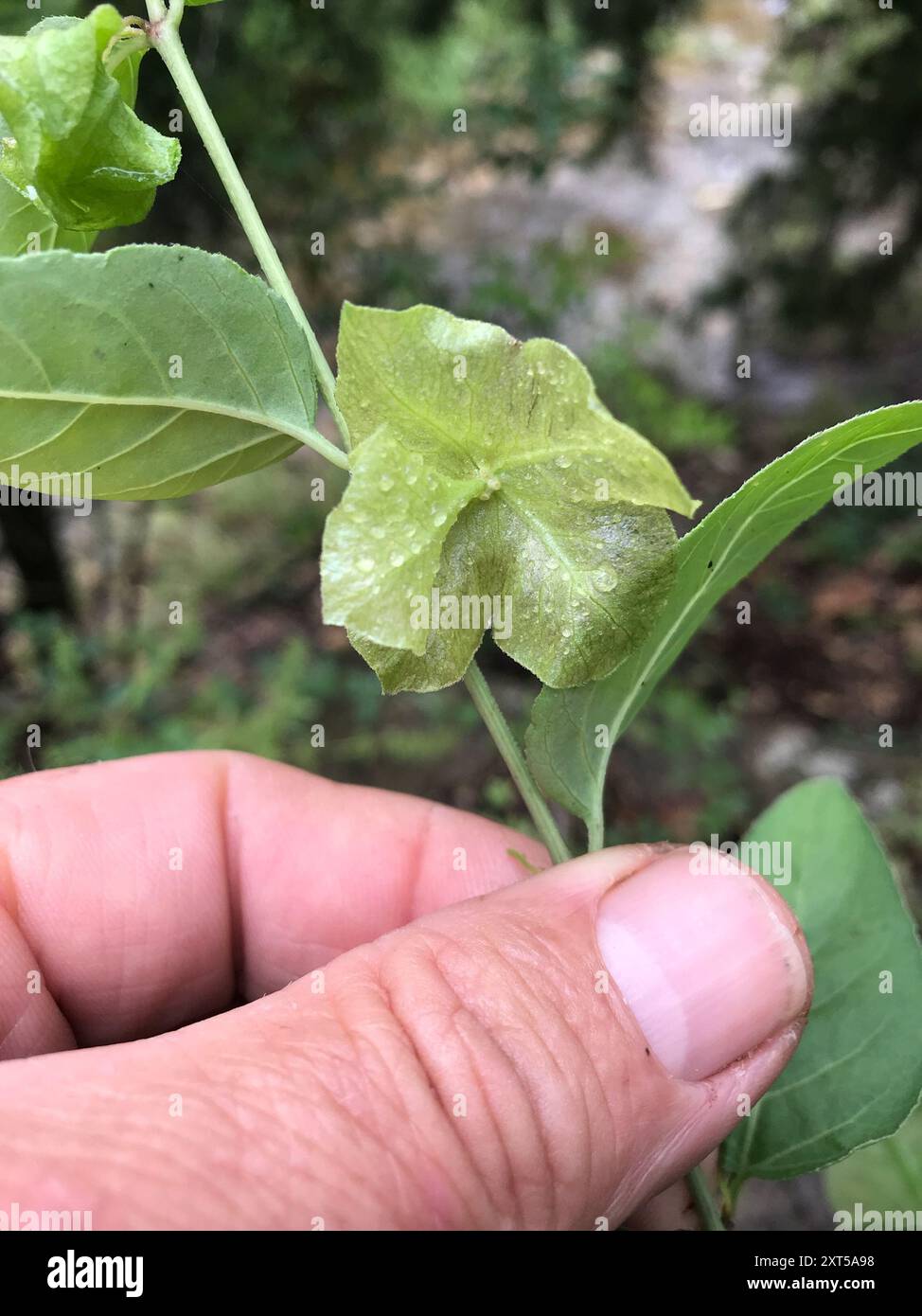 White Four o'Clock (Mirabilis albida) Plantae Stock Photo - Alamy