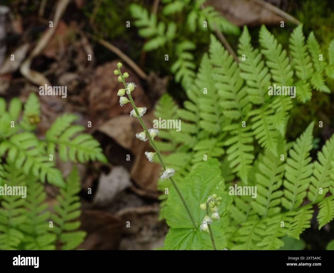 twoleaf miterwort (Mitella diphylla) Plantae Stock Photo - Alamy