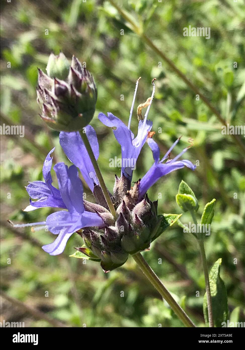 Cleveland Sage (Salvia clevelandii) Plantae Stock Photo - Alamy