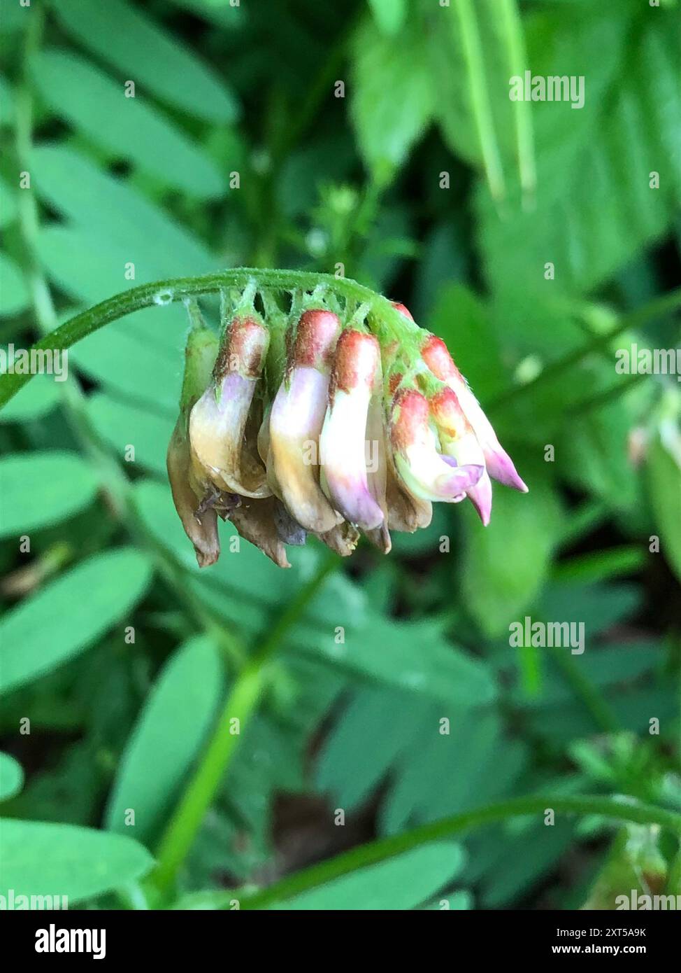 giant vetch (Vicia gigantea) Plantae Stock Photo - Alamy