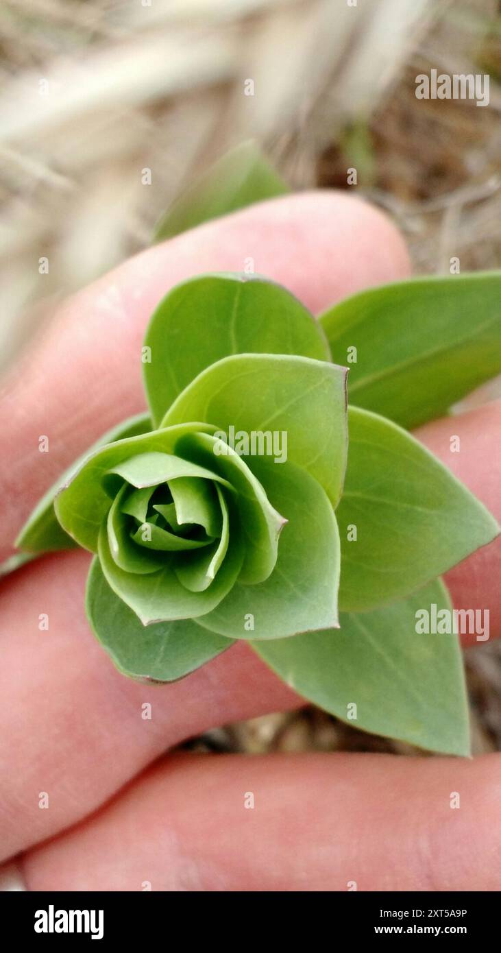 Balkan toadflax (Linaria dalmatica) Plantae Stock Photo - Alamy