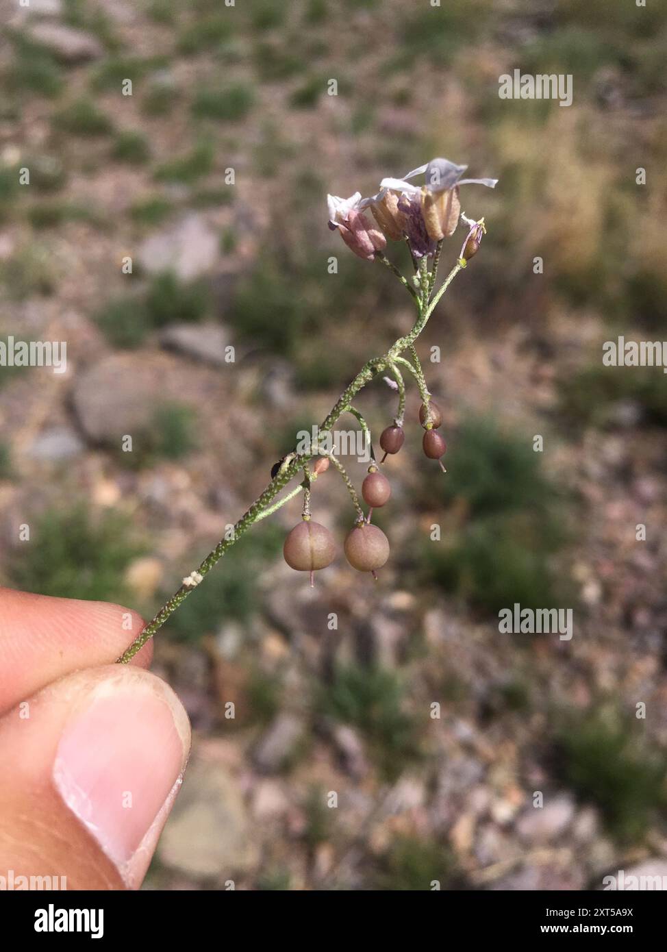white bladderpod (Physaria purpurea) Plantae Stock Photo - Alamy