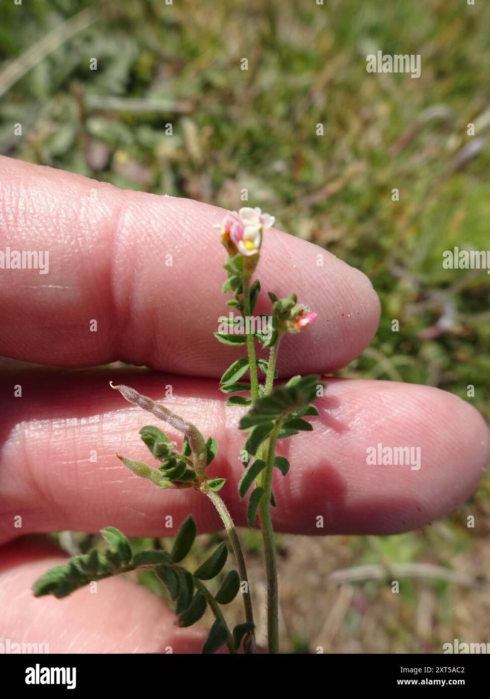 Bird's-foot (Ornithopus perpusillus) Plantae Stock Photo - Alamy
