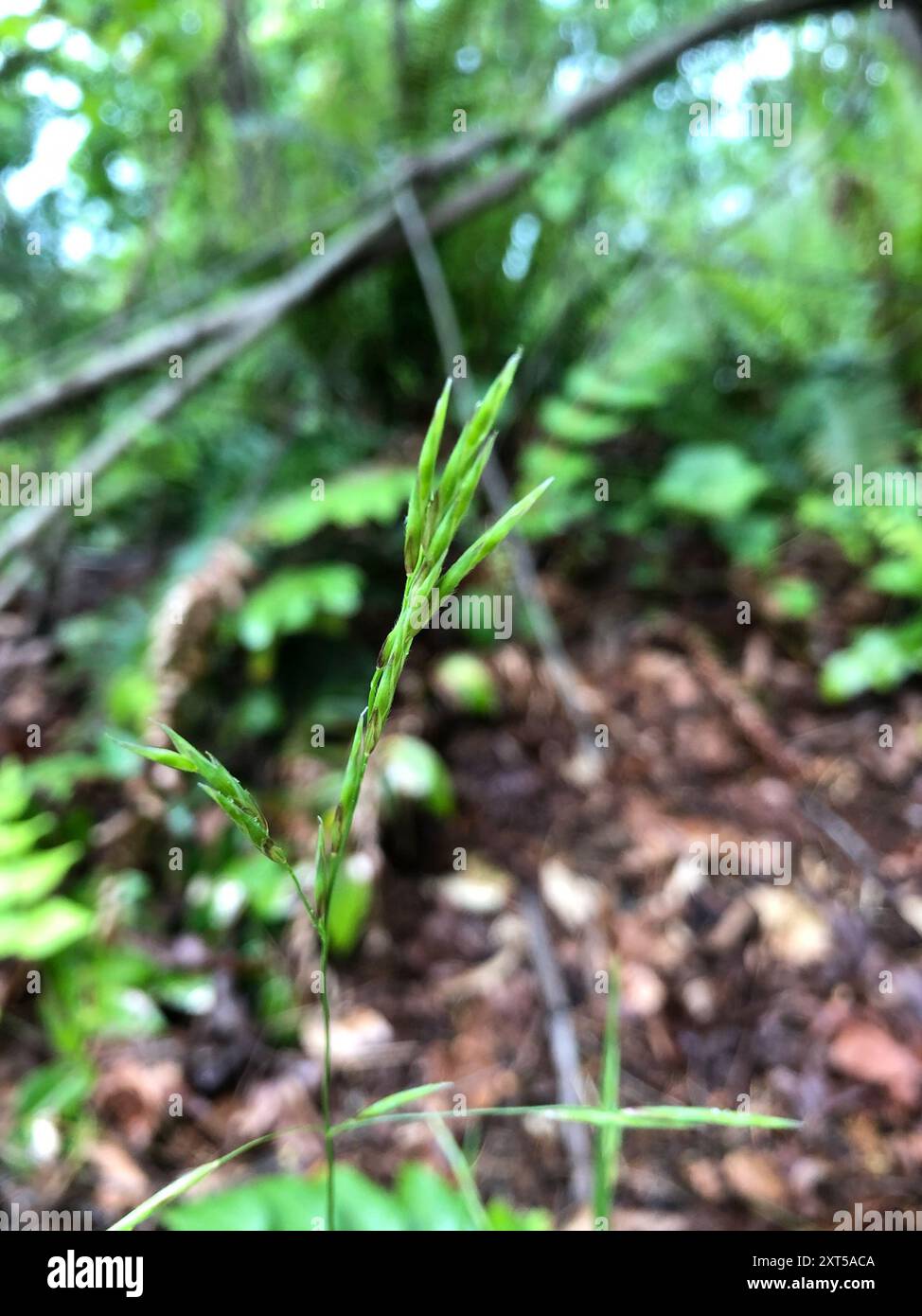Alaska Oniongrass (Melica subulata) Plantae Stock Photo - Alamy