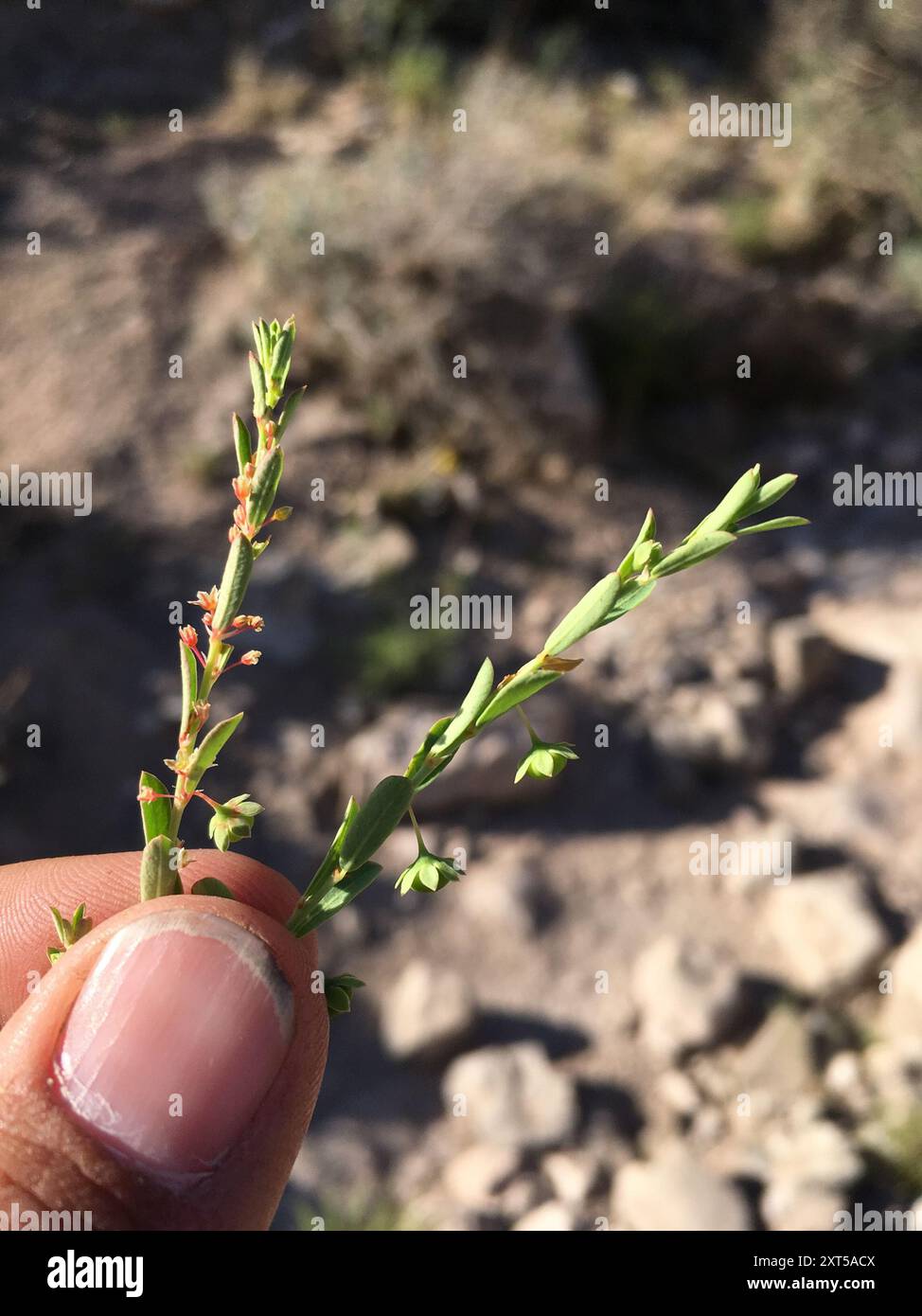Smartweed Leafflower (Phyllanthus polygonoides) Plantae Stock Photo - Alamy