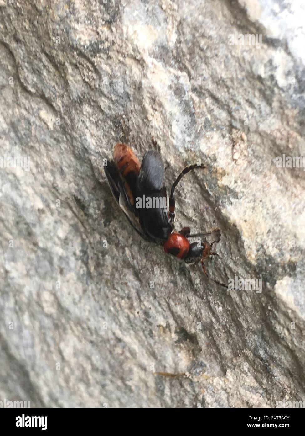 Rustic Sailor Beetle (Cantharis rustica) Insecta Stock Photo - Alamy