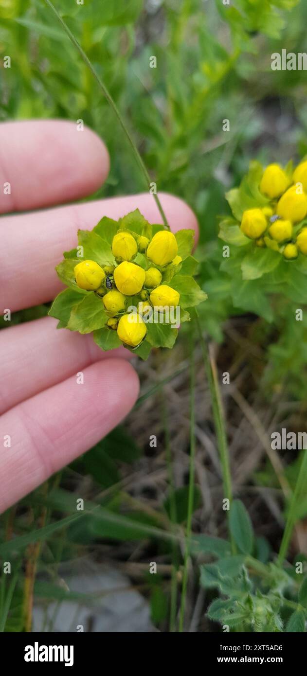 (Haplophyllum thesioides) Plantae Stock Photo - Alamy