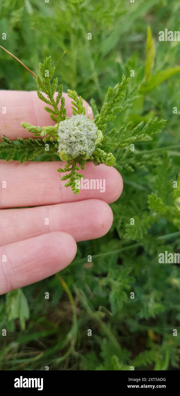 Noble Yarrow (Achillea nobilis) Plantae Stock Photo - Alamy