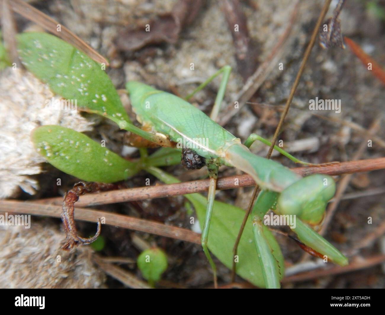 Mediterranean Mantis (Iris oratoria) Insecta Stock Photo - Alamy
