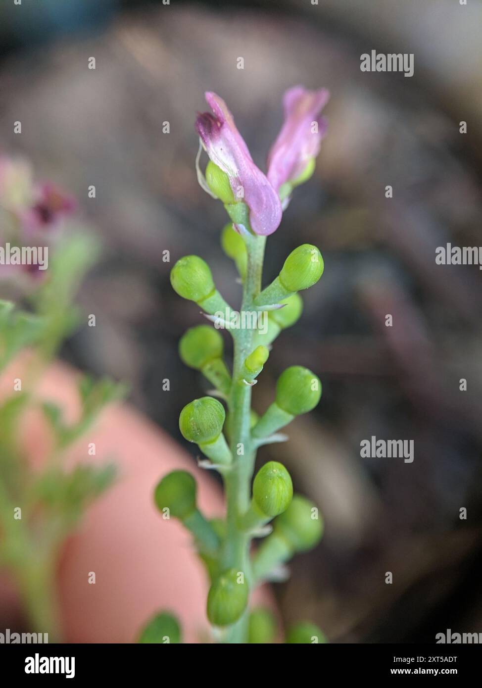 Common Fumitory (Fumaria officinalis) Plantae Stock Photo - Alamy