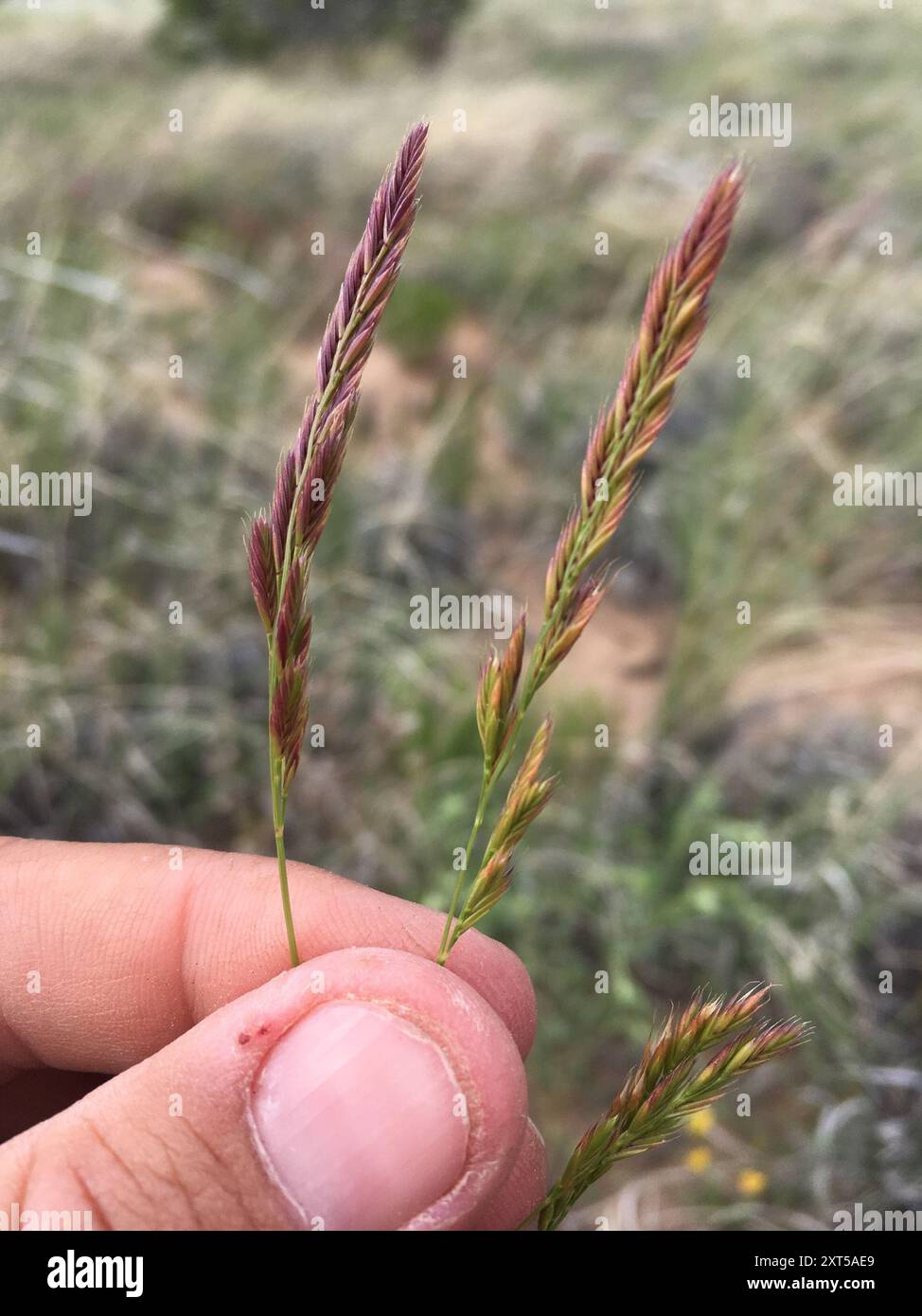 Sixweeks Fescue (Vulpia octoflora) Plantae Stock Photo - Alamy