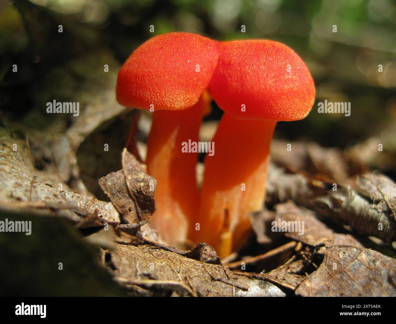 Vermilion Waxcap (Hygrocybe miniata) Fungi Stock Photo - Alamy