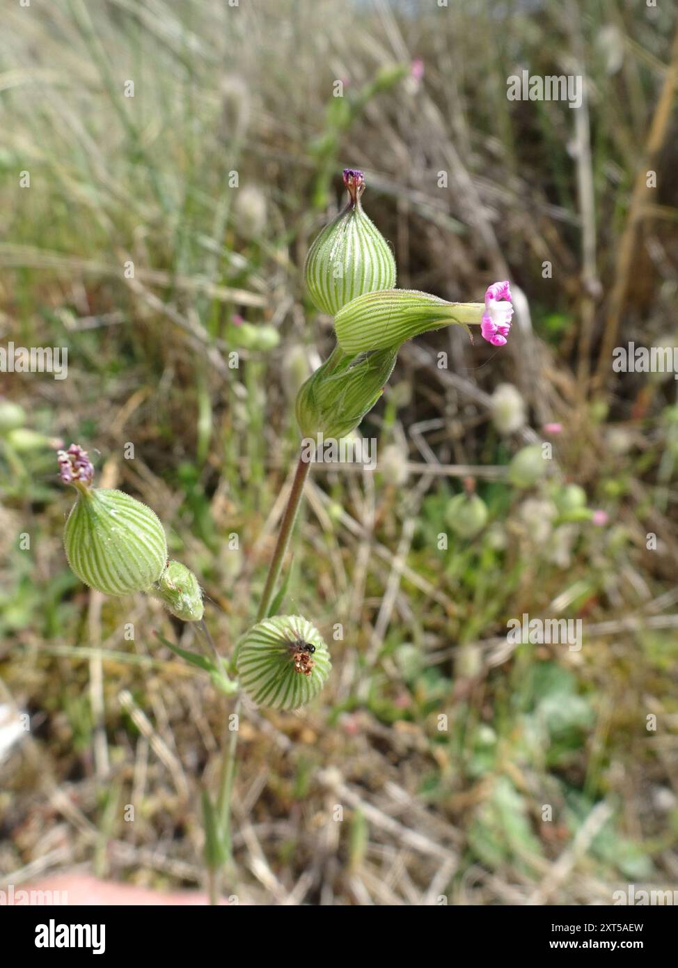 Sand Catchfly (Silene conica) Plantae Stock Photo - Alamy