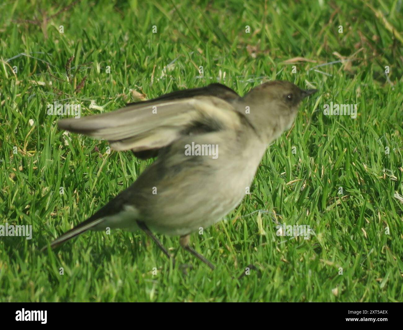Dark-faced Ground-Tyrant (Muscisaxicola maclovianus) Aves Stock Photo ...