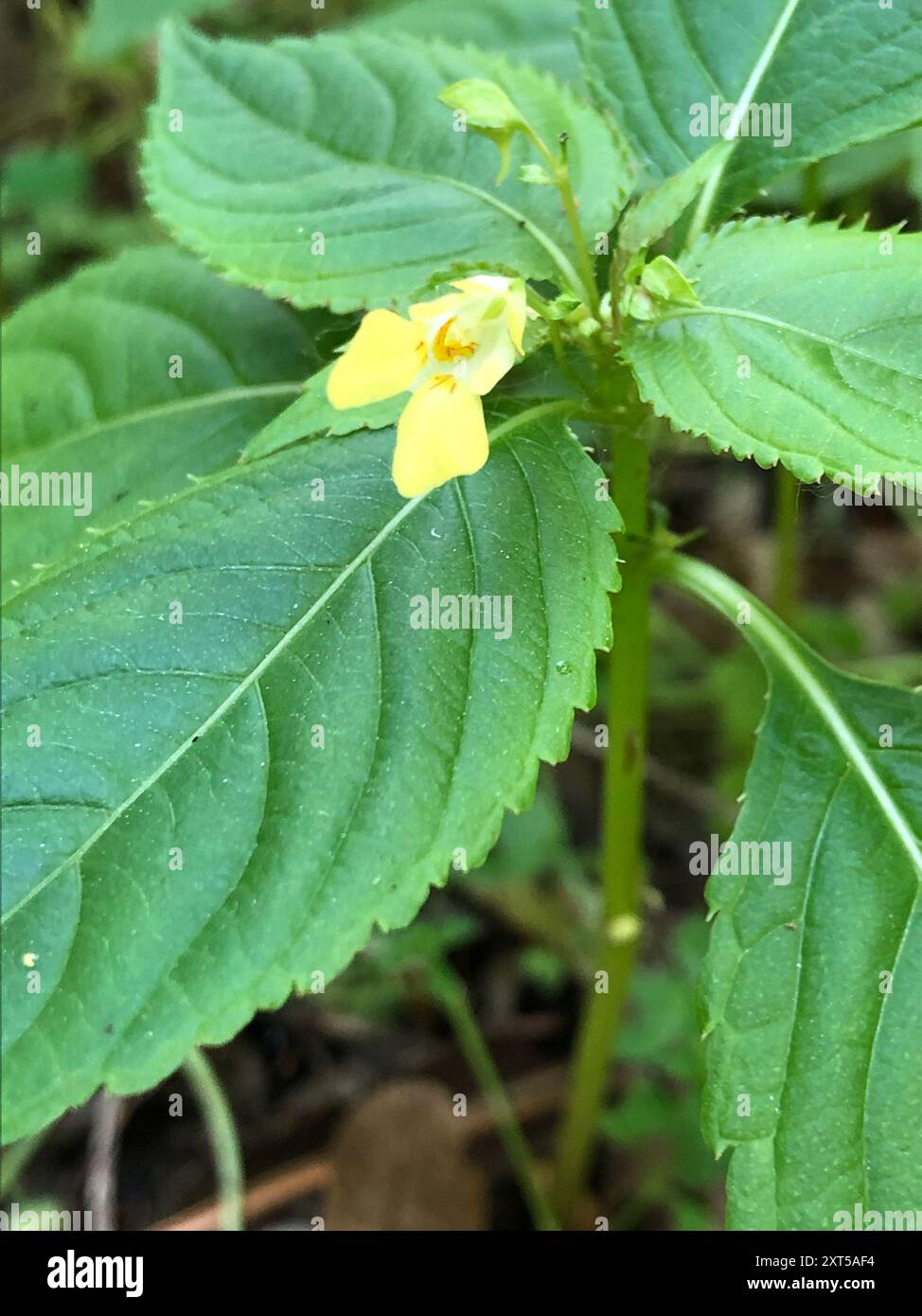 small balsam (Impatiens parviflora) Plantae Stock Photo - Alamy