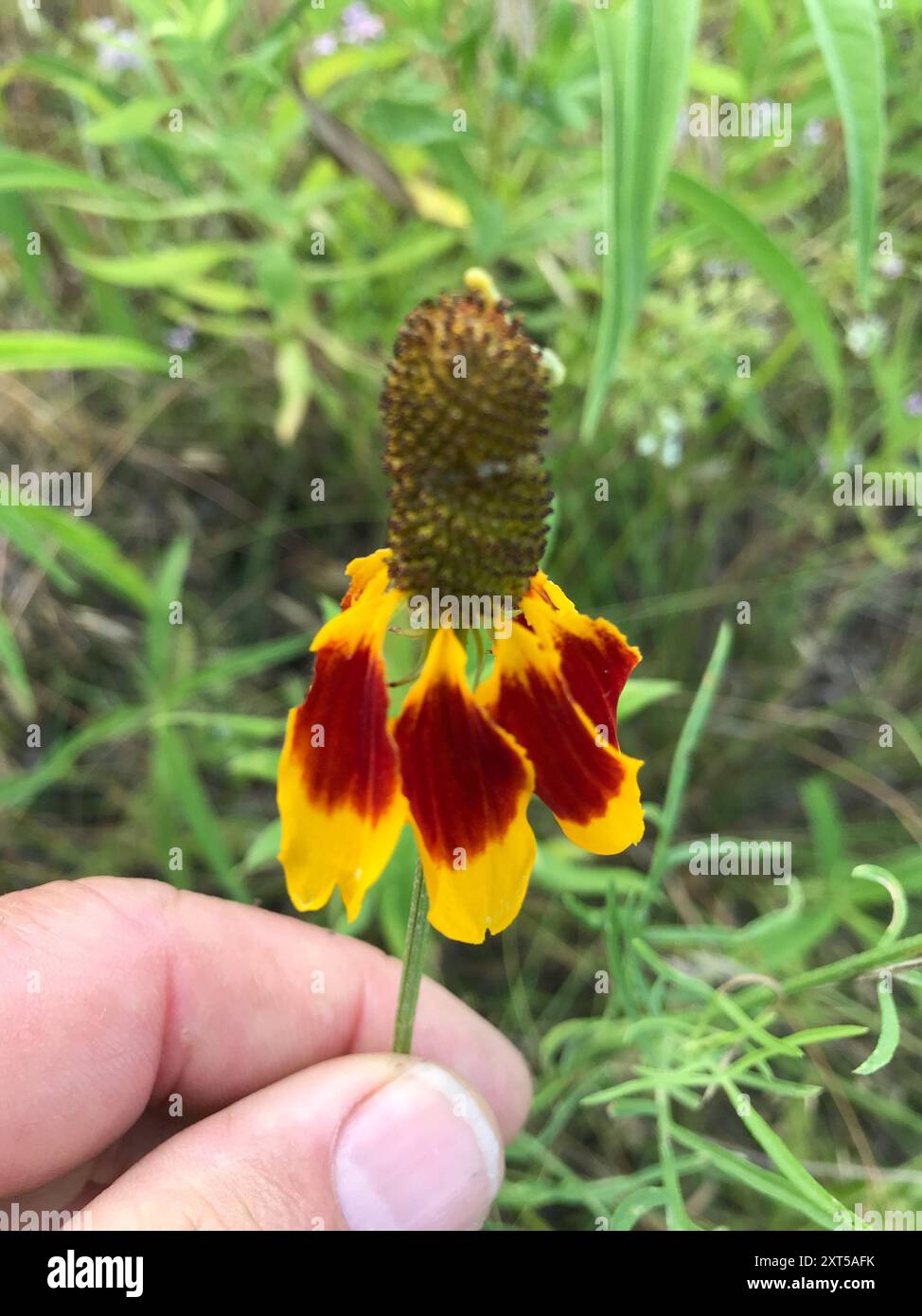 upright prairie coneflower (Ratibida columnifera) Plantae Stock Photo ...