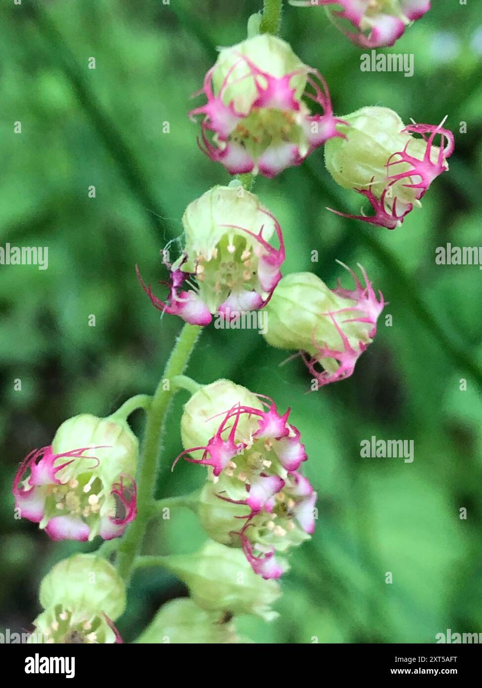 fringe cups (Tellima grandiflora) Plantae Stock Photo - Alamy