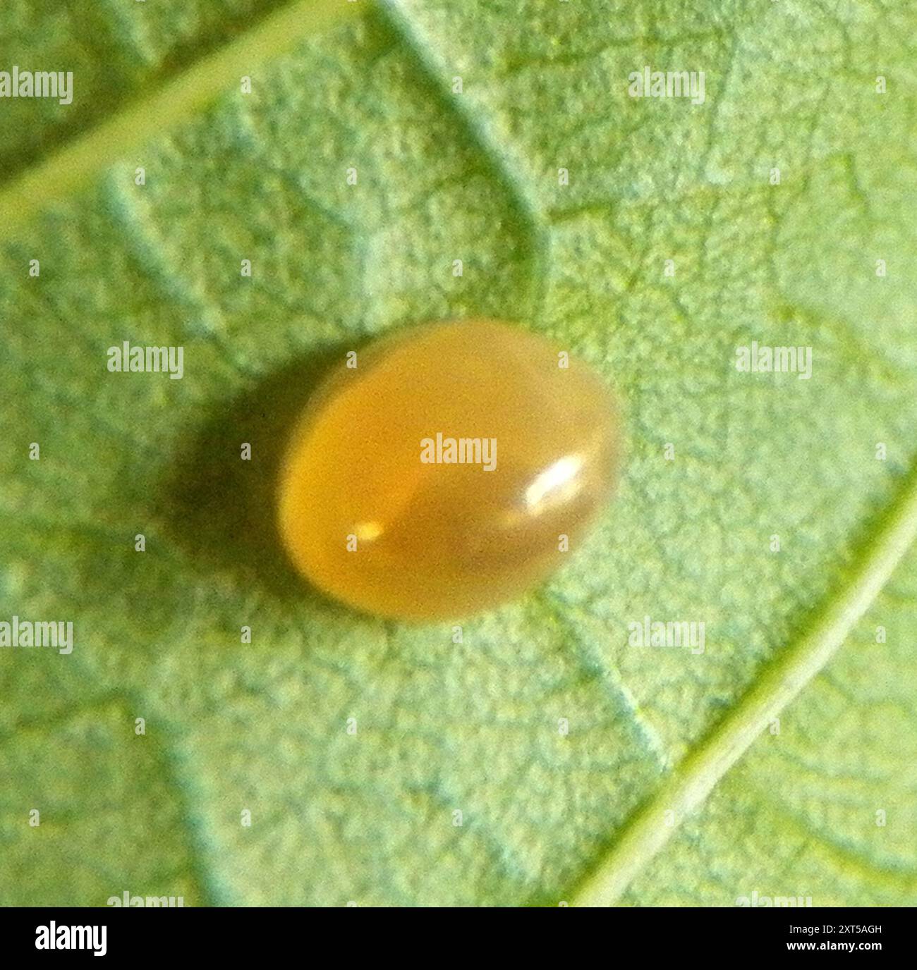 Leaf-footed Bugs (Coreidae) Insecta Stock Photo - Alamy