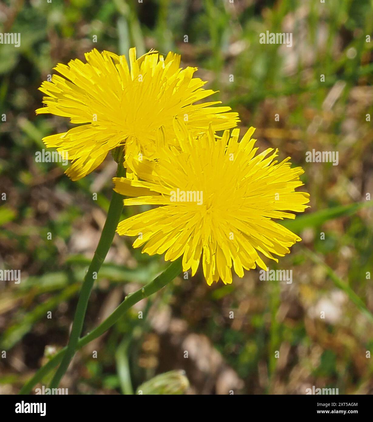 Common Cat's-ear (Hypochaeris radicata) Plantae Stock Photo - Alamy