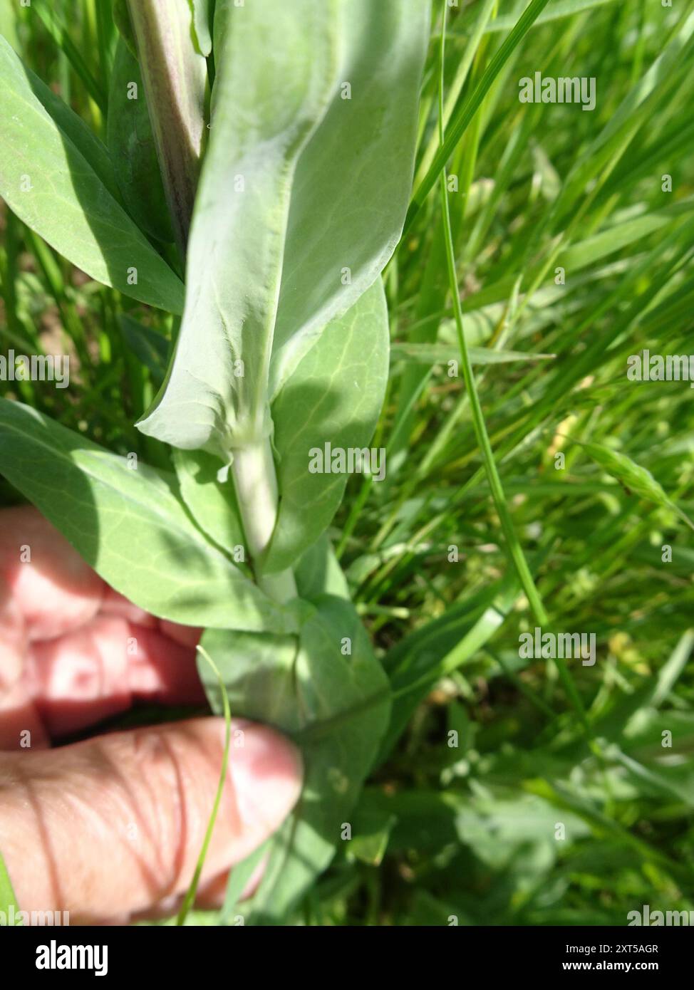 Tower Mustard (Turritis glabra) Plantae Stock Photo - Alamy