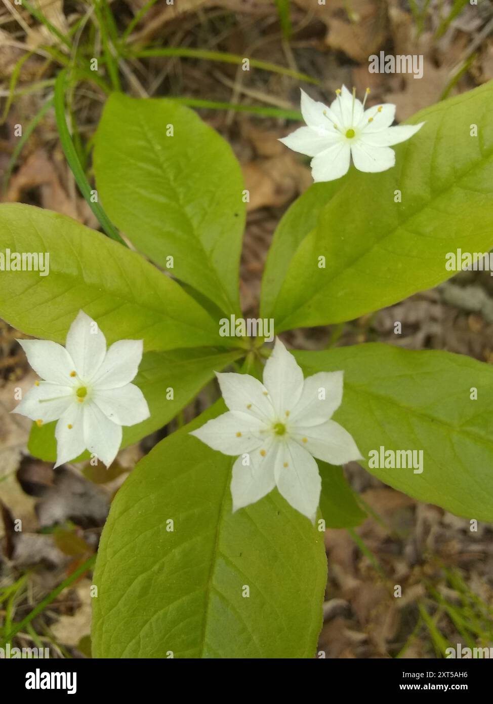 northern starflower (Lysimachia borealis) Plantae Stock Photo - Alamy