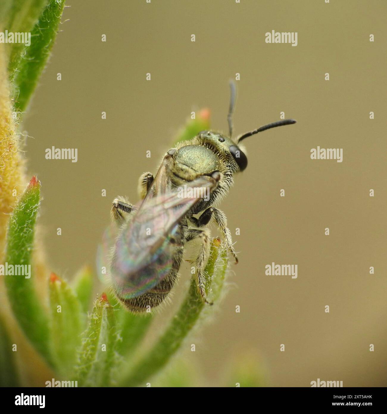 Metallic Sweat Bees (Dialictus) Insecta Stock Photo - Alamy