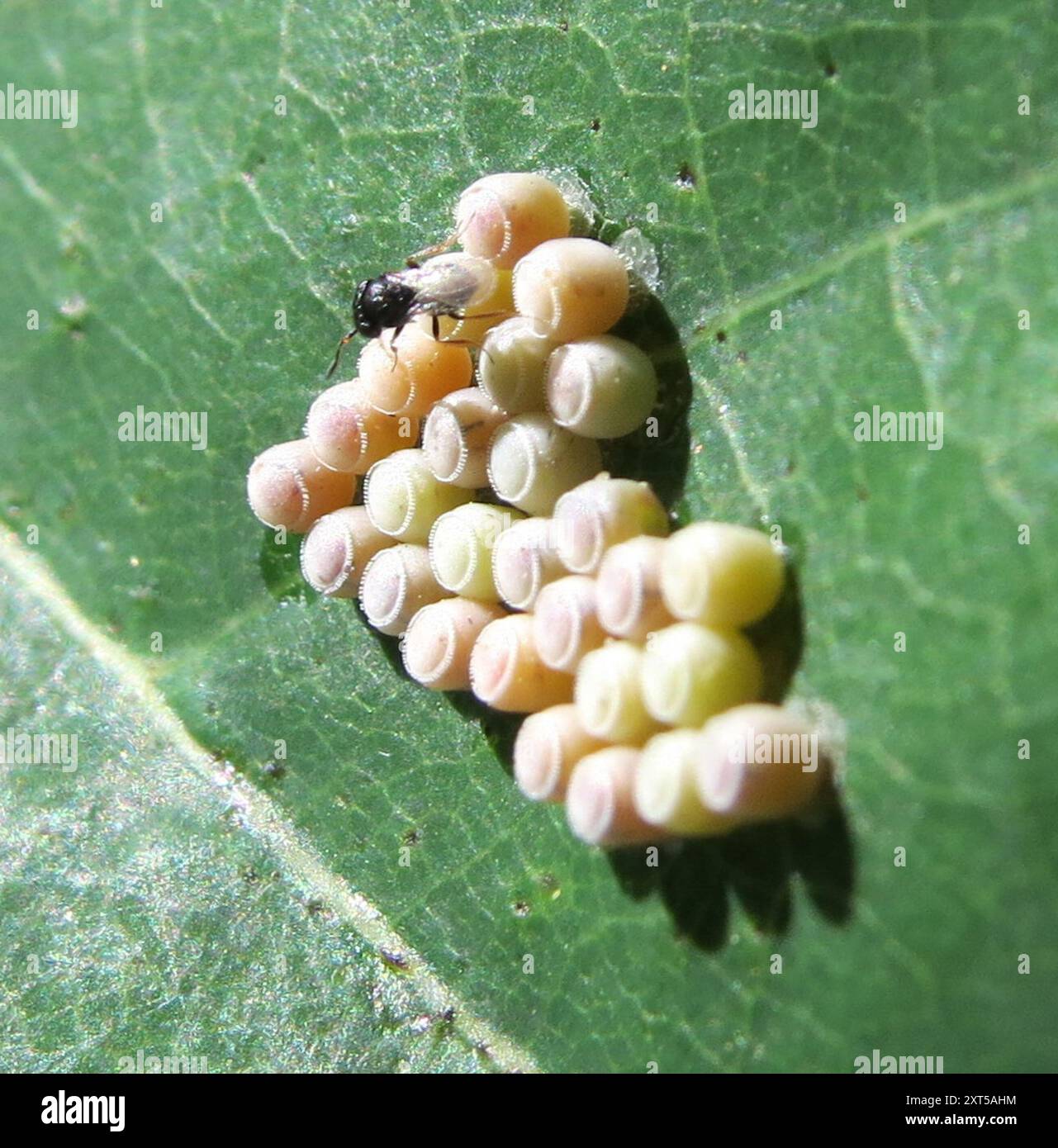 Telenominae hi-res stock photography and images - Alamy