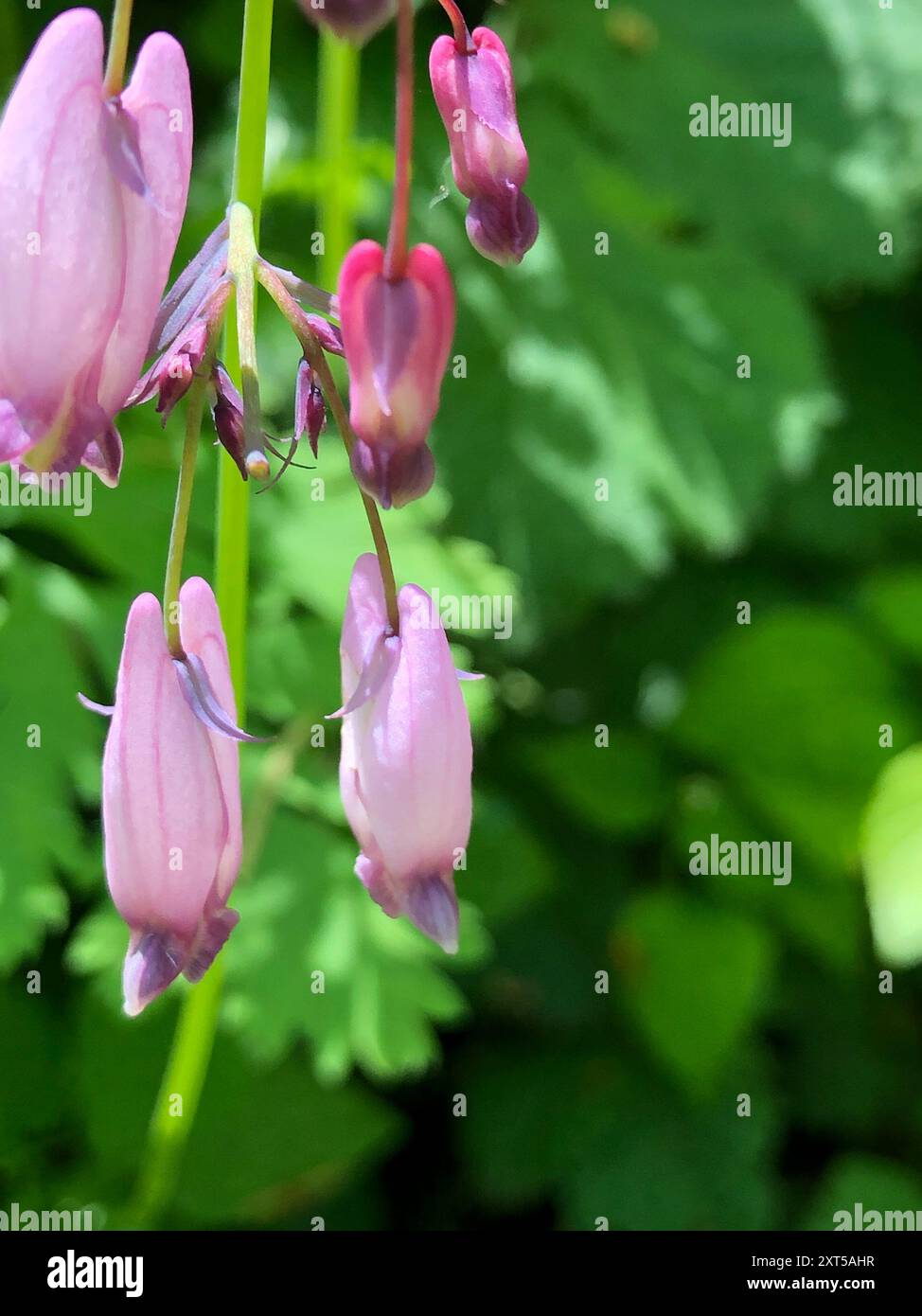 Pacific Bleeding Heart (Dicentra formosa) Plantae Stock Photo - Alamy
