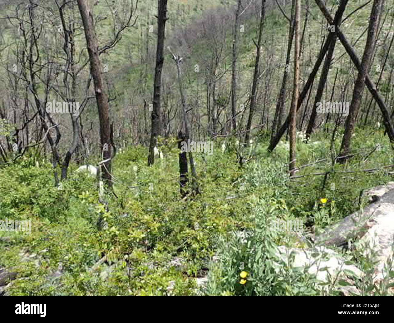common beargrass (Xerophyllum tenax) Plantae Stock Photo - Alamy