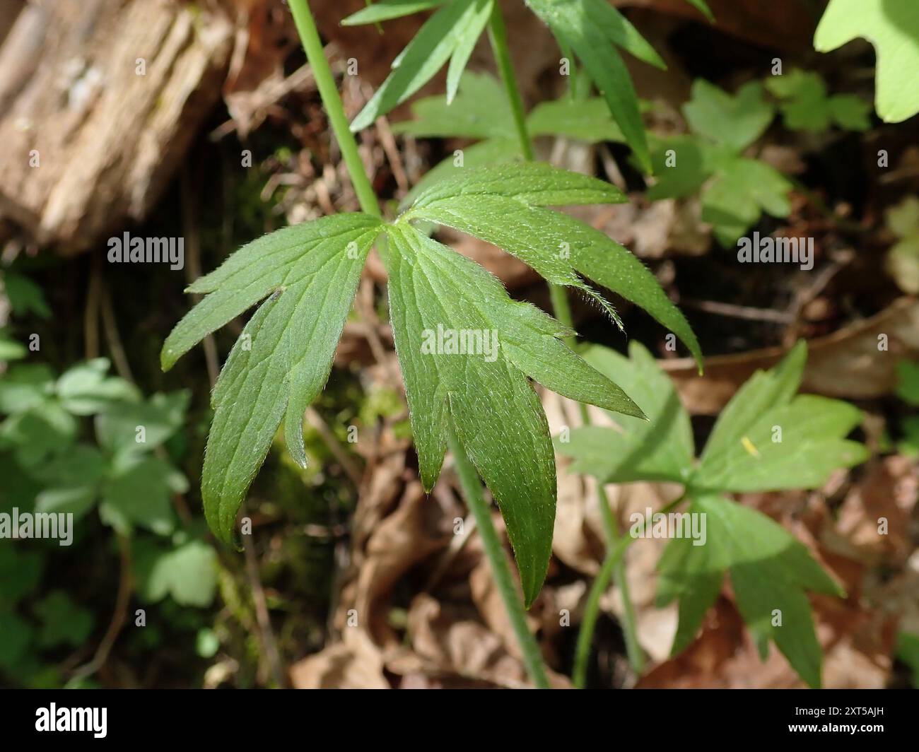 woodland buttercup (Ranunculus uncinatus) Plantae Stock Photo - Alamy