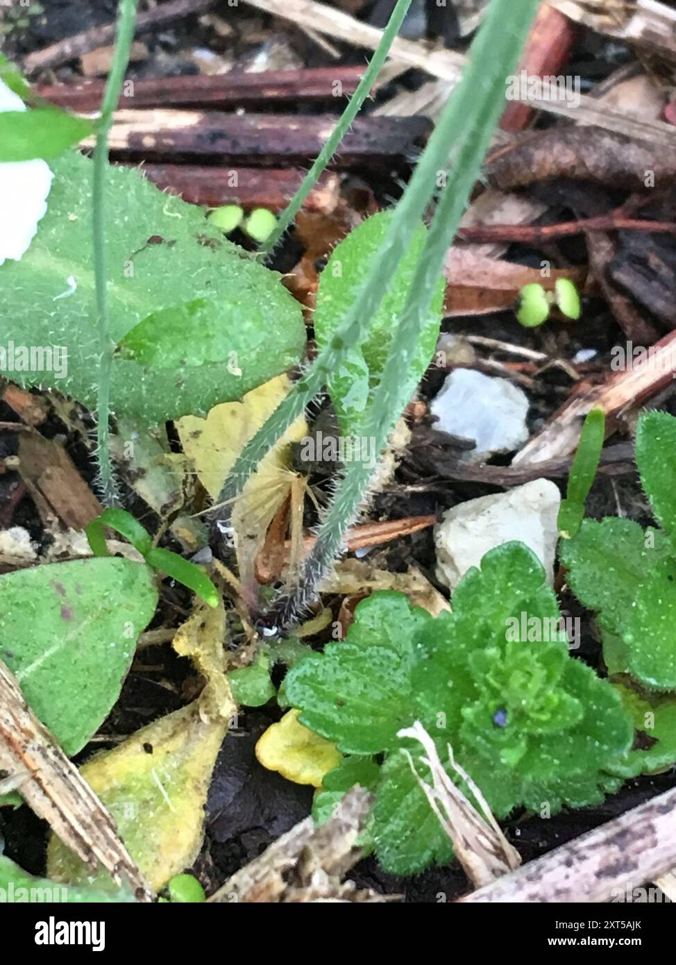 mouse-ear cress (Arabidopsis thaliana) Plantae Stock Photo - Alamy