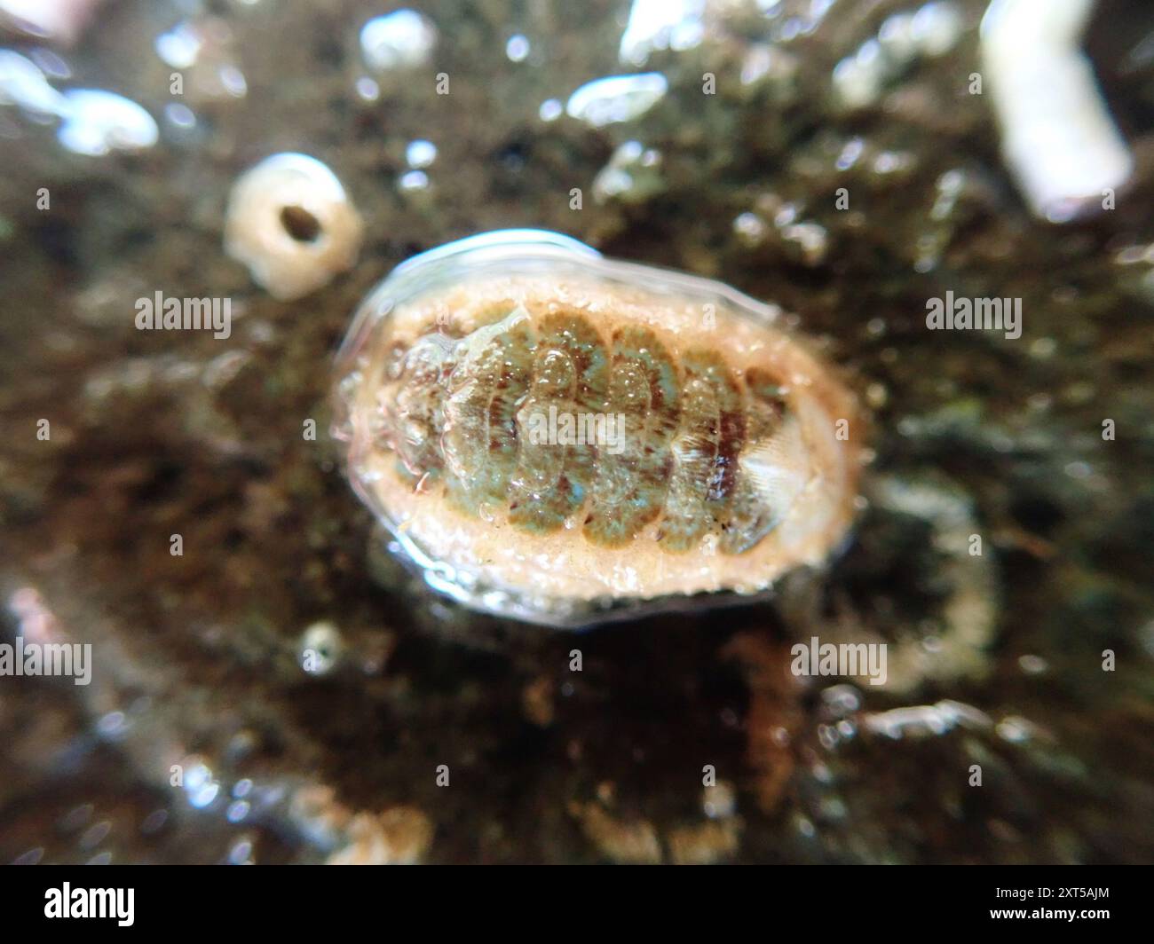 Chitons (Polyplacophora) Mollusca Stock Photo - Alamy