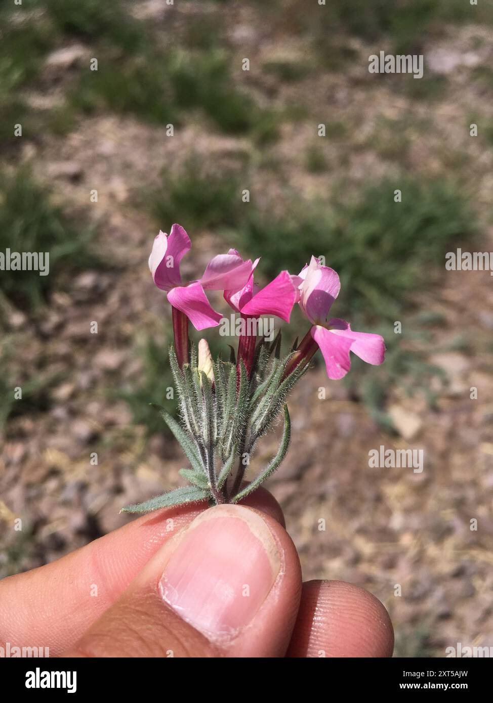 Longleaf Phlox (Phlox longifolia) Plantae Stock Photo - Alamy