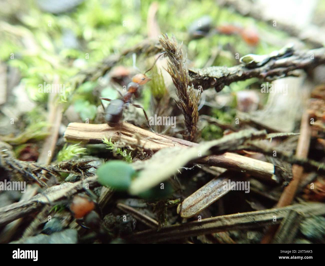 integra-group Field and Mound Ants (Formica integra) Insecta Stock ...