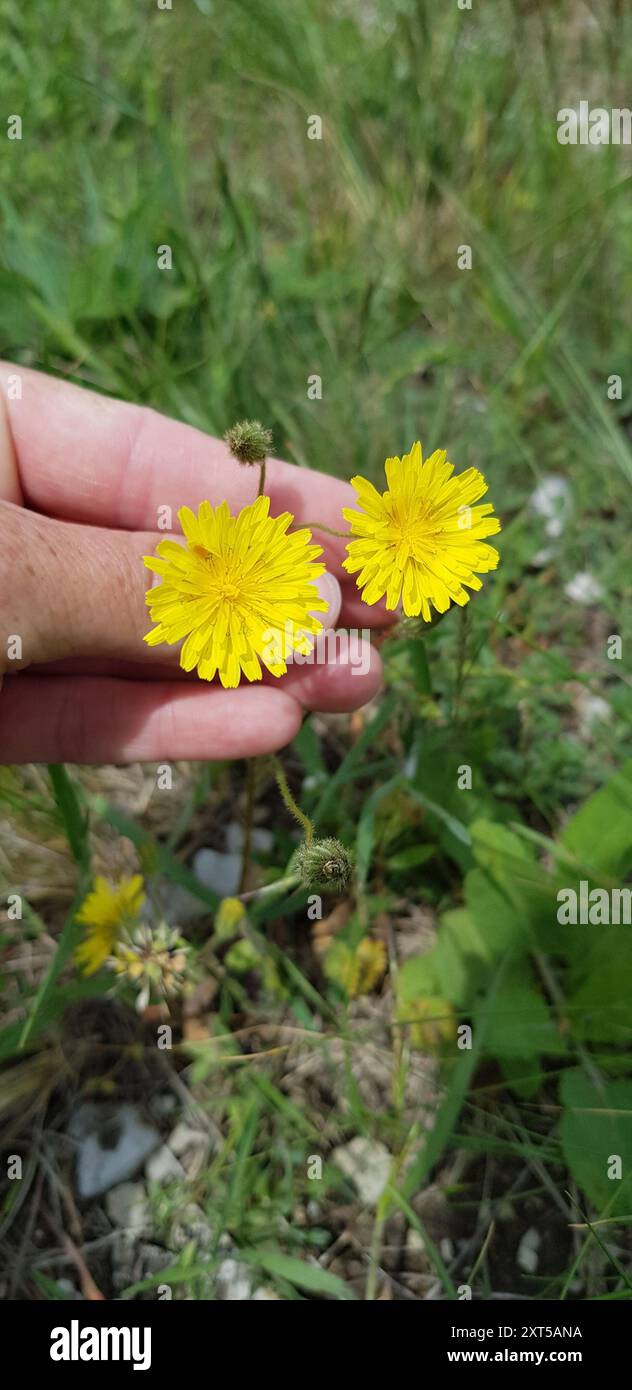Crepis sancta hi-res stock photography and images - Alamy
