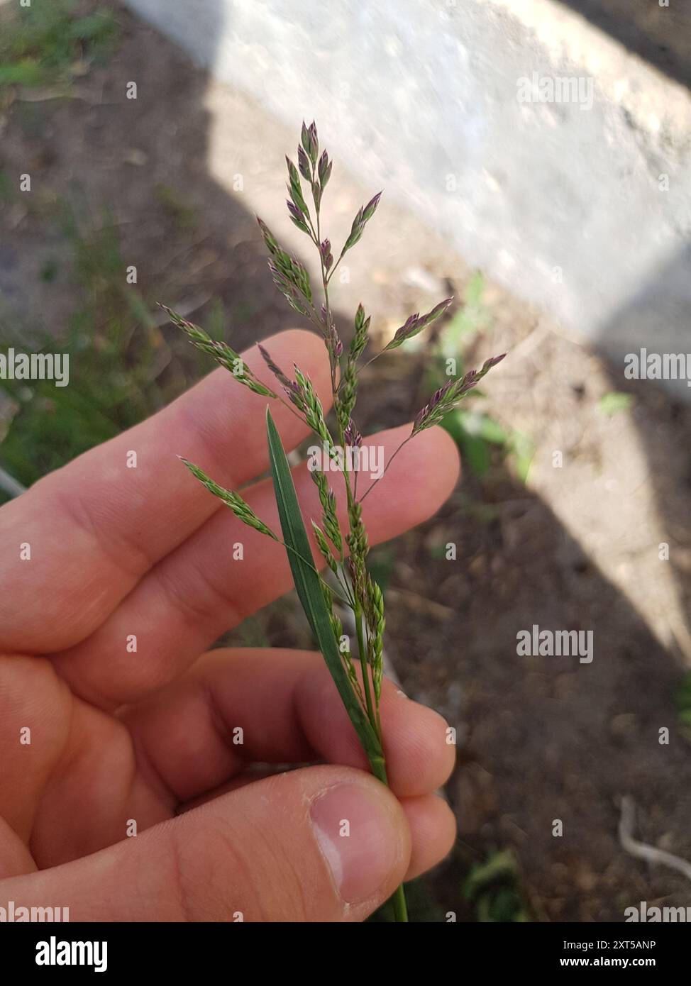 grasses (Poaceae) Plantae Stock Photo - Alamy