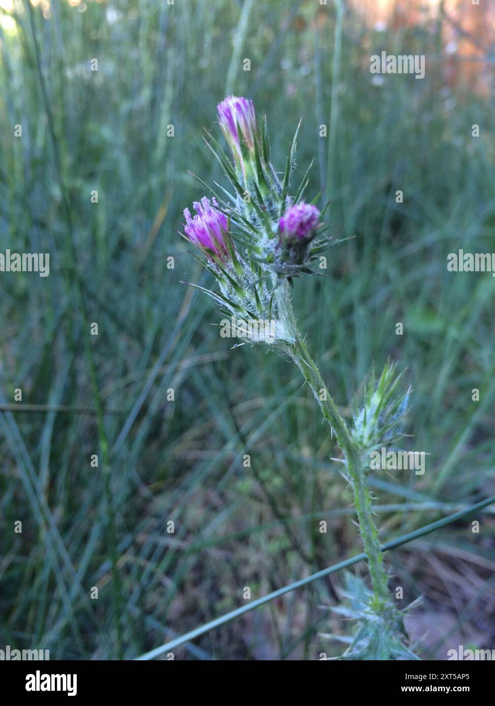 Italian thistle (Carduus pycnocephalus) Plantae Stock Photo - Alamy