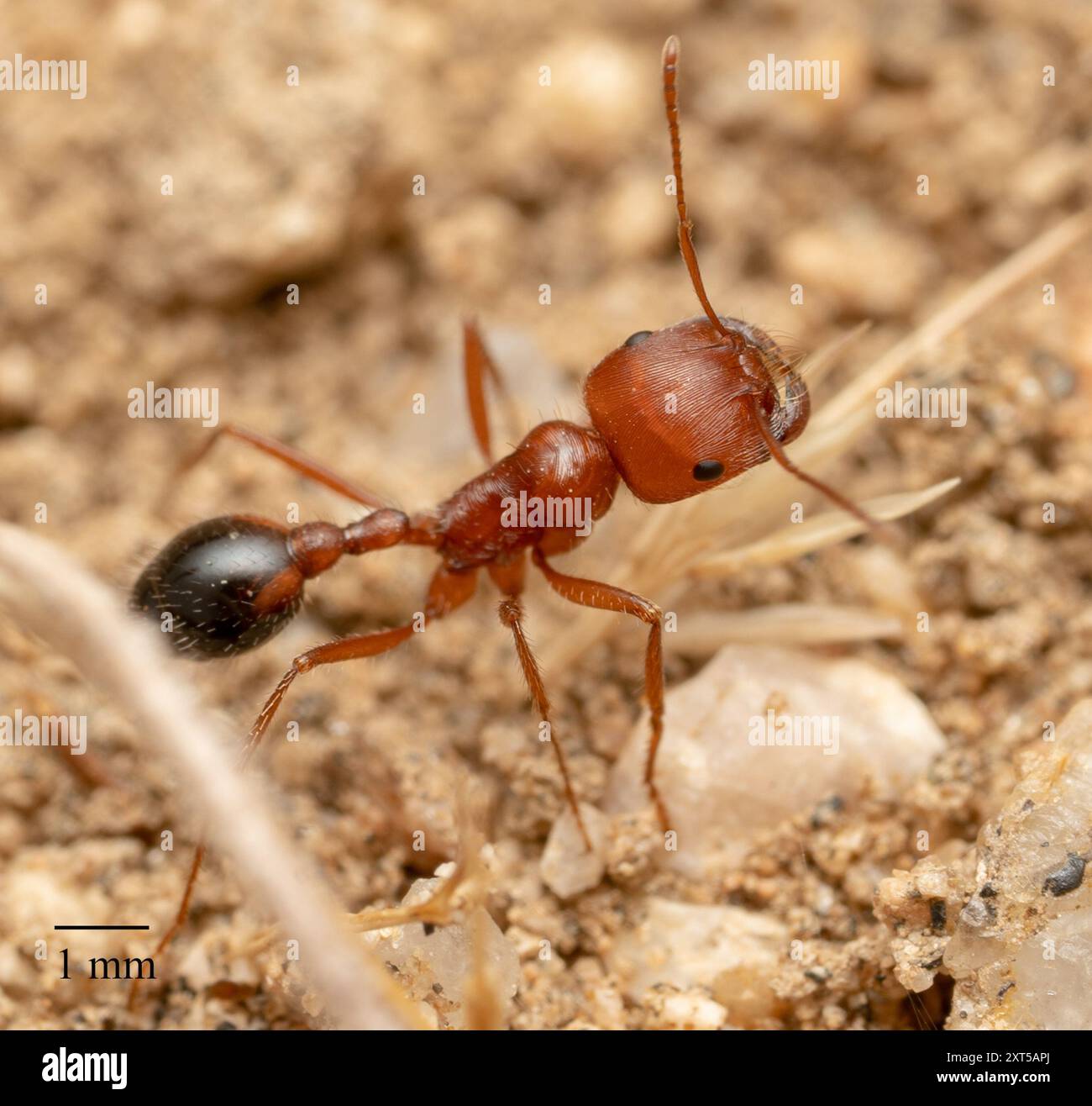 California Harvester Ant (Pogonomyrmex californicus) Insecta Stock ...