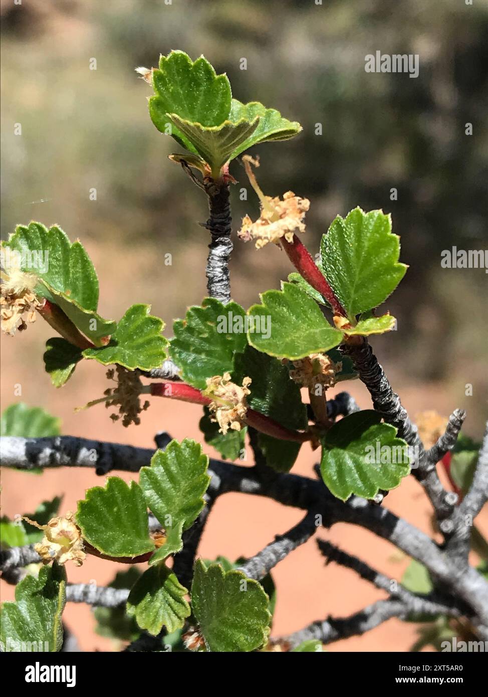 Alderleaf Mountain Mahogany (Cercocarpus montanus) Plantae Stock Photo ...